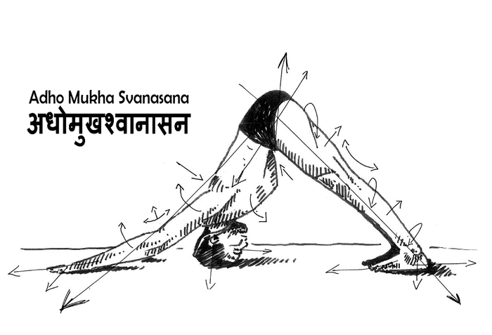 Adho mukha svanasana :: yogasamkhya.be